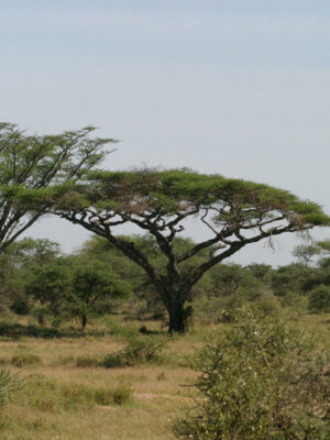 Flat-Top Acacia Tree (acacia abyssinica) – Urban Tropicals