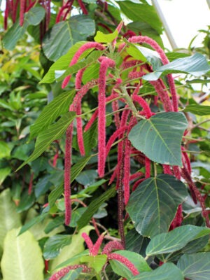 Chenille Red-Hot Cattail (acalypha hispida) – Urban Tropicals