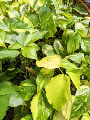 Java White Sunset Shrub (acalypha sp.) – Urban Tropicals