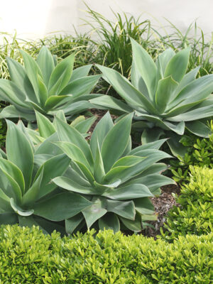 Giant Fox Tail Agave (agave attenuata) – Urban Tropicals