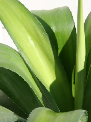 Lg. Key Lime Soft Leaf Agave Plant (agave desmentiana) – Urban Tropicals