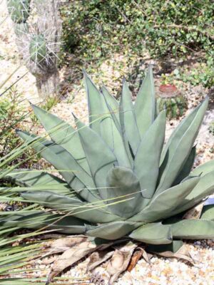 Lg. Gray Sharkskin Agave (agave ferdinandi x scabra) – Urban Tropicals