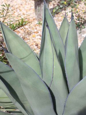 Lg. Gray Sharkskin Agave (agave ferdinandi x scabra) – Urban Tropicals