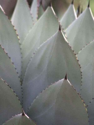 Rosette Blue-gray Agave (agave parryi) – Urban Tropicals