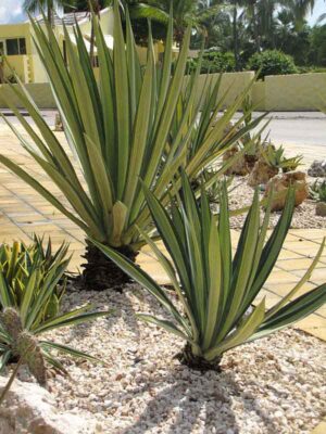 Lg. Silver Dagger Agave Plant (agave sisalana variegata) – Urban Tropicals