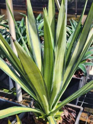 Lg. Silver Dagger Agave Plant (agave sisalana variegata) – Urban Tropicals