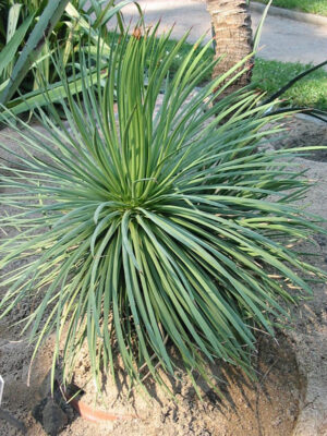 Fancy Hedgehog Agave (agave stricta) – Urban Tropicals