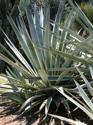 XL Tequila Sunrise Agave, Weber Azul (agave tequilana marginata ...