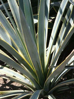 Lg. Tequila Sunrise Agave, Weber Azul (agave tequilana marginata ...