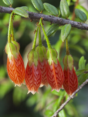 Himalayan Red Tiger Plant (agapetes serpens) – Urban Tropicals