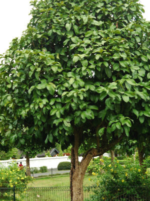 Rambai Fruit Tree (baccaurea motleyana) – Urban Tropicals