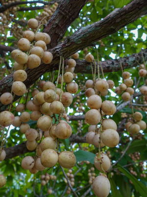 Rambai Fruit Tree (baccaurea motleyana) – Urban Tropicals