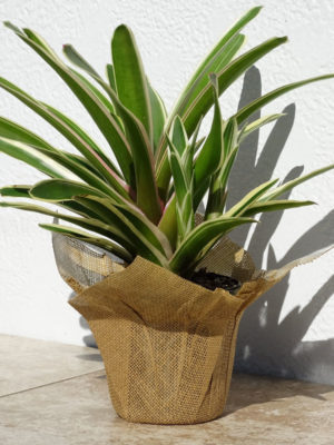 Lg. Chile Verde Bromeliad Plant (bromelia neoregelia) – Urban Tropicals