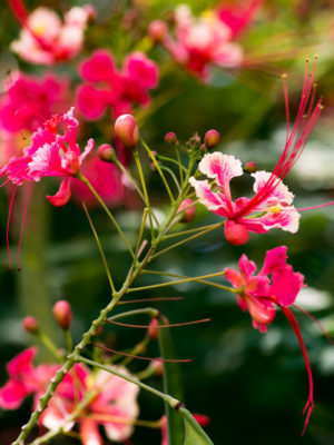 Dwarf Pink Peacock Poinciana (caesalpinia pulcherrima) – Urban Tropicals