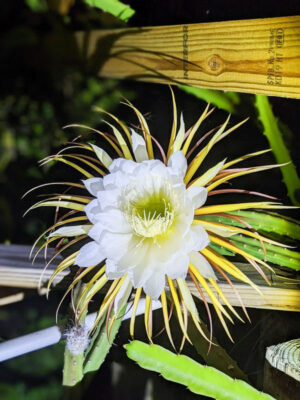 Fruiting Night Blooming Flamingo Cactus (cereus sp) – Urban Tropicals