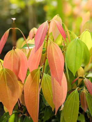 True Cinnamon Tree (cinnamomum zeylanicum) – Urban Tropicals