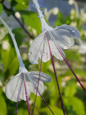 Musical Note Plant (clerodendrum macrosiphon) – Urban Tropicals