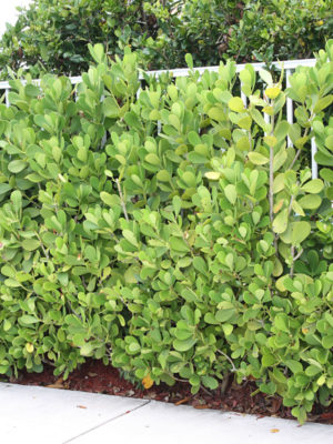 Autograph Tree, Large Leaf Variety (clusia rosea) – Urban Tropicals