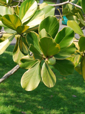 Variegated Autograph Tree (clusia rosea) – Urban Tropicals