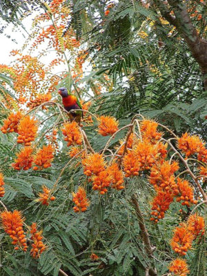 Colvilles Glory Tree (colvillea racemosa) – Urban Tropicals