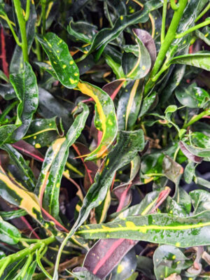 Landscape Ready – Corkscrew Yellow Croton Plant (codiaeum variegatum ...