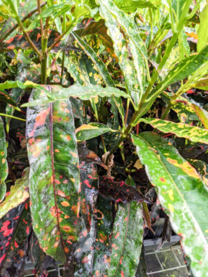 Landscape Ready – Pie Crust Croton Plant (codiaeum variegatum) – Urban ...