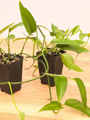 Epipremnum Skeleton Key Plant in 2×3″ pot – Urban Tropicals