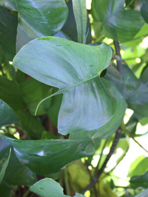 Epipremnum Skeleton Key Plant in 2×3″ pot – Urban Tropicals