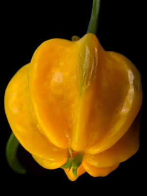 Pitangatuba Fruit Tree (eugenia neonitida) – Urban Tropicals