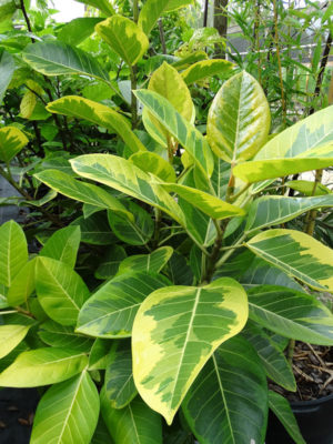 Asian Council Tree (ficus altissima variegata) – Urban Tropicals