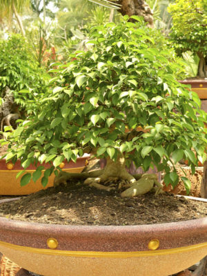 Weeping Evergreen Fig Tree (ficus benjamina) – Urban Tropicals