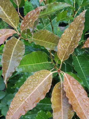 Ficus Trees – Urban Tropicals