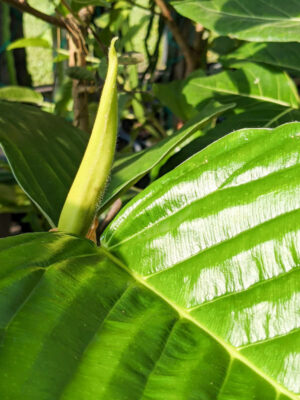 Bussei Pleated Leaf Ficus Tree (ficus bussei floris) – Urban Tropicals