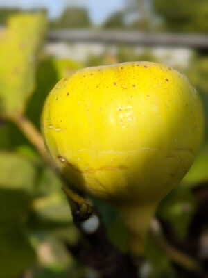 Atreano Fig Tree (ficus carica) – Urban Tropicals