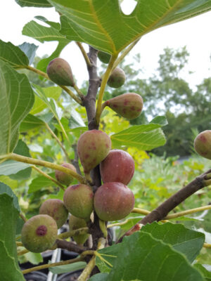 Dwarf Fig Tree (ficus carica) – Urban Tropicals