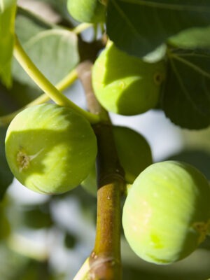 Desert King Fig Tree (ficus carica) – Urban Tropicals