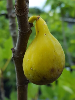 Desert King Fig Tree (ficus carica) – Urban Tropicals