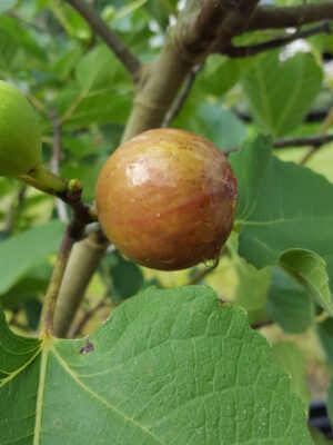 Falls Gold Fig Tree (ficus carica) – Urban Tropicals