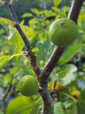 Genouese Nero Fig Tree (ficus carica) – Urban Tropicals