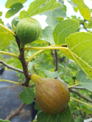 Jurupa Fig Tree (ficus carica) – Urban Tropicals