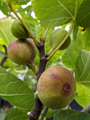 LSU Tiger Fig Tree (ficus carica) – Urban Tropicals