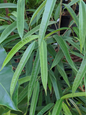 Ficus Trees – Urban Tropicals