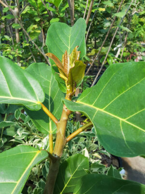 Eastern Cape Large Leaf Tree (ficus lutea) – Urban Tropicals