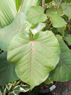 Red Velvet Rock Fig Ficus (ficus petiolaris) – Urban Tropicals