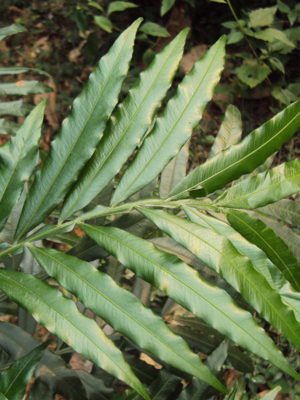 Japanese Fern Tree (filicium decipiens) – Urban Tropicals