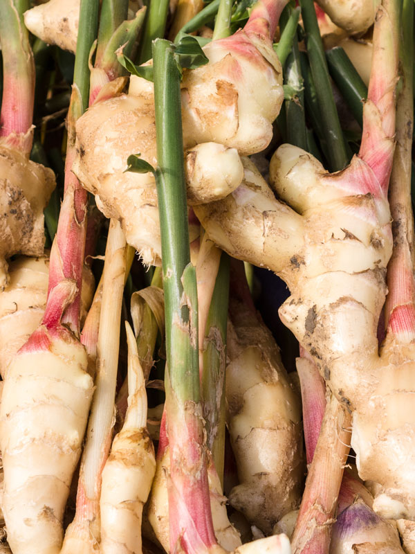 Ginger Root For Planting Thai Ginger Plant Alpinia Galanga Ginger ...