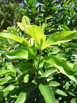 Guava Trees – Urban Tropicals