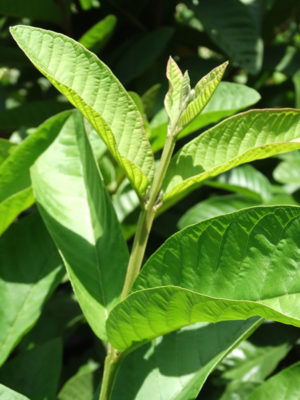 Guava Trees – Urban Tropicals