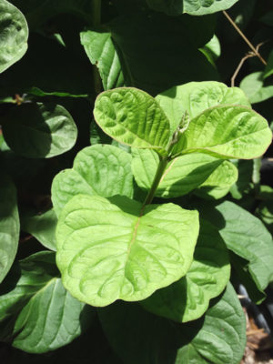 Guava Trees – Urban Tropicals