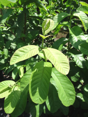 Guava Trees – Urban Tropicals